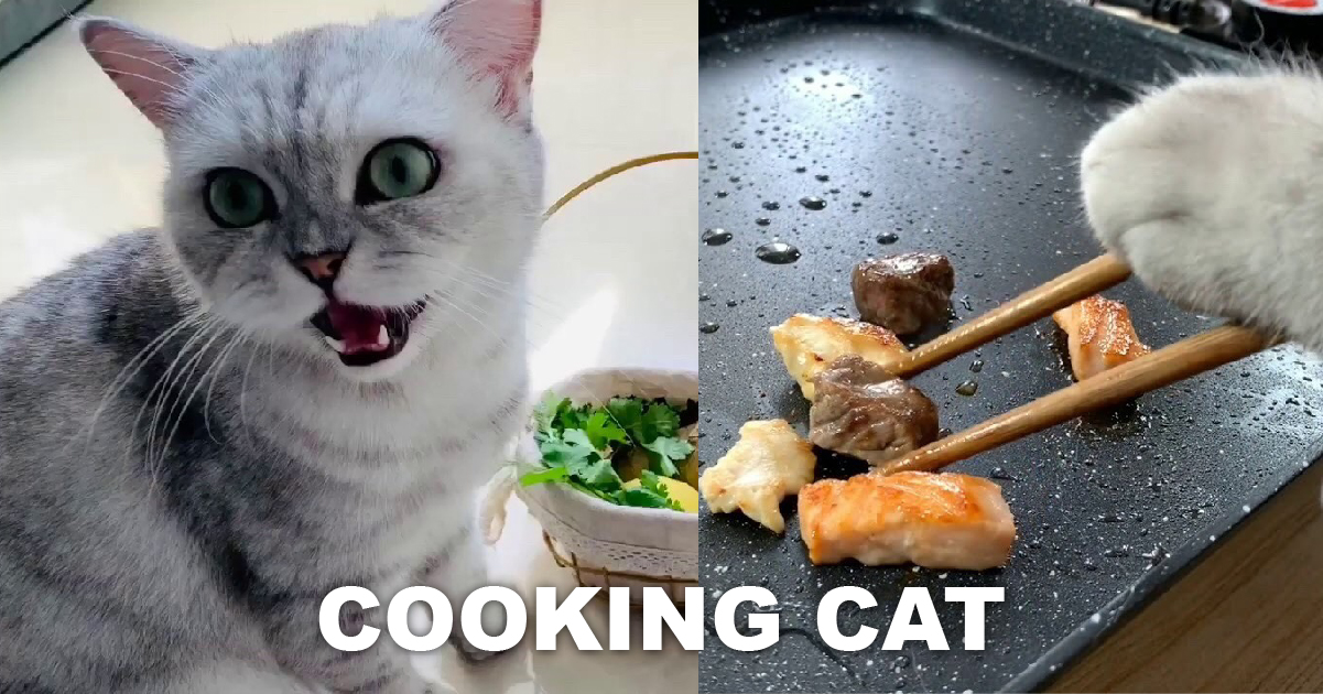 "COOKING CAT" เจ้าพวกมนุษย์...มื้อนี้เชฟเหมียวขอทำเอง!