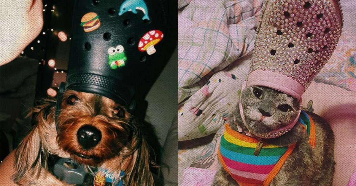 ตามมาดู 15 โมเม้นท์ "PETS WITH CROCS HATS" สุดเพี้ยน ที่ยิ่งดูยิ่งน่ารัก!